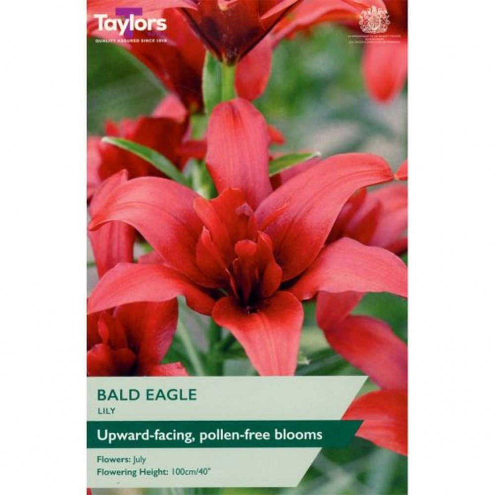 Taylor's Bulbs Lily Bald Eagle | Barn Farm Plants