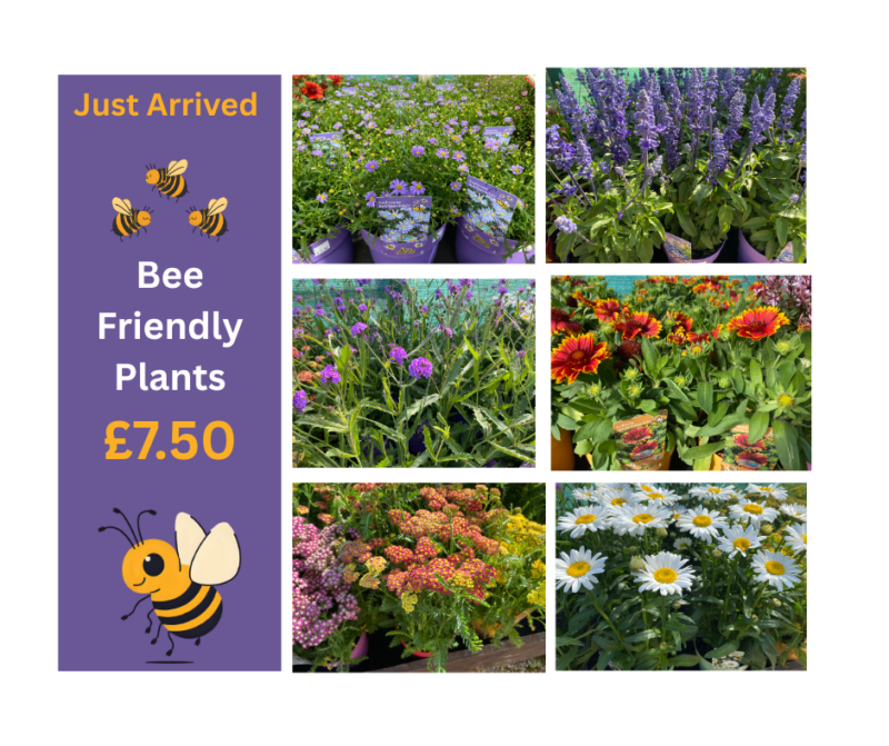 Bee Friendly - Barn Farm Plants Garden Centre